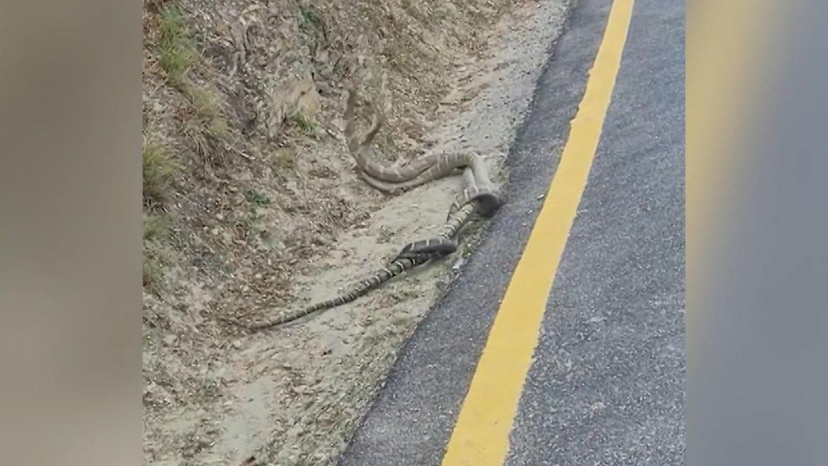 Nepal: Sex in aller Öffentlichkeit! Königkobras treiben’s am Straßenrand